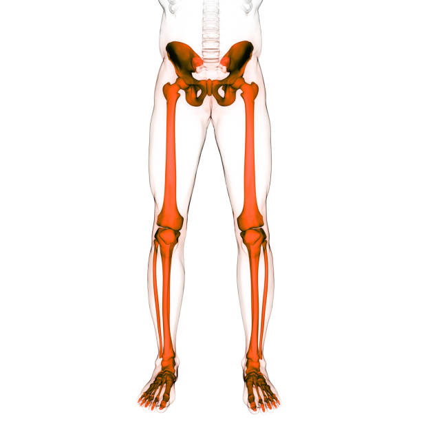 Anatomy Of A Long Bone Physiology With Chu At Calistoga
