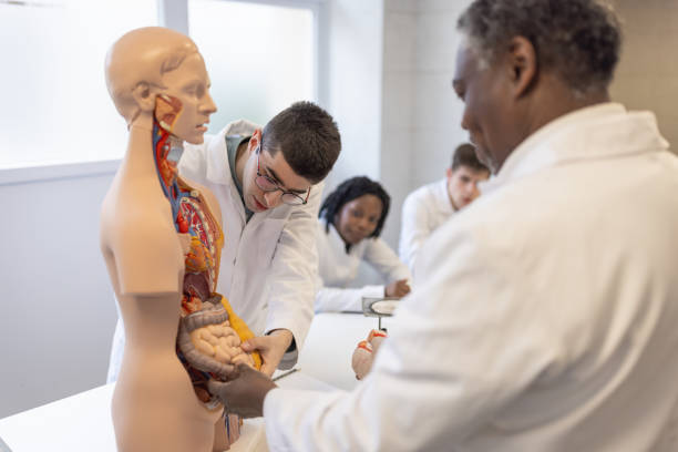 Anatomy Model Pictures | Download Free Images on Unsplash