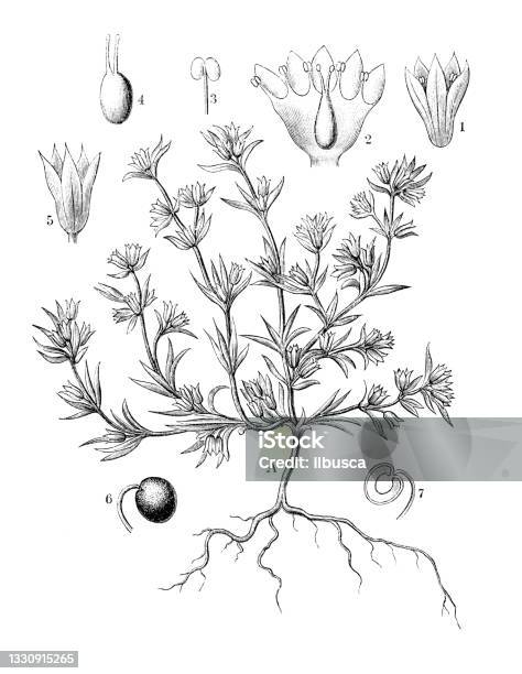 Antique Botany Illustration Scleranthus Annuus German Knotweed Annual ... Antique Botany Illustration Scleranthus Annuus German Knotweed Annual ...