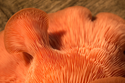 Gorgeous Fresh Pink Oyster Pleurotus Djamor Gourmet Edible Mushrooms