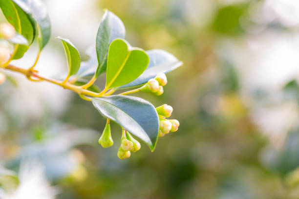 Free picture: tiny, native, buds