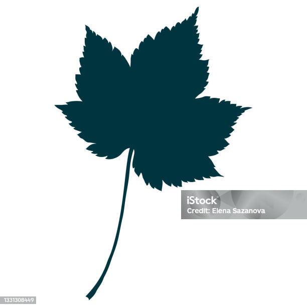 Silhouette De Feuille Dérable Dautomne Isolée Sur Fond Blanc Vecteurs