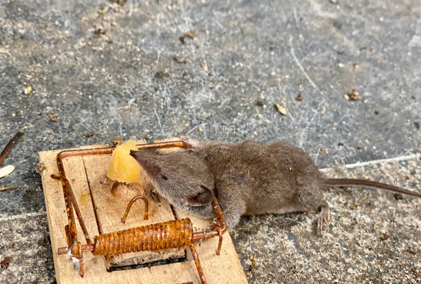 120+ Mouse Caught And Killed In A Mouse Trap Close Up Stock Photos ... 120+ Mouse Caught And Killed In A Mouse Trap Close Up Stock Photos ...