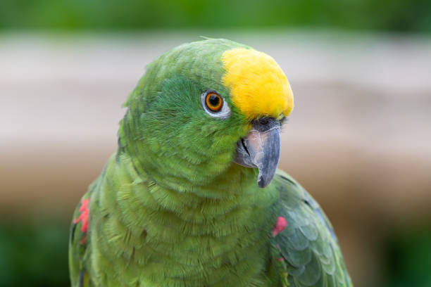 170 Lora Nuca Amarilla Fotos Fotografías De Stock Fotos E Imágenes