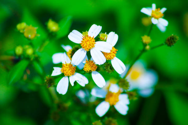 Crysanthemum Pictures | Download Free Images on Unsplash