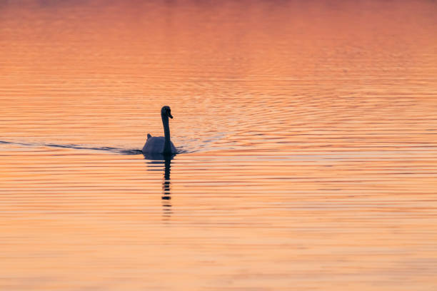 Free picture: sunset, swan, silhouette, dusk, landscape, majestic, dawn ...