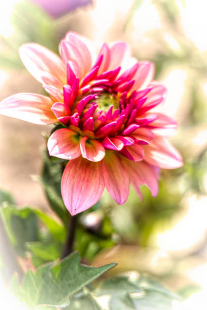 Flower Opening Pictures | Download Free Images on Unsplash