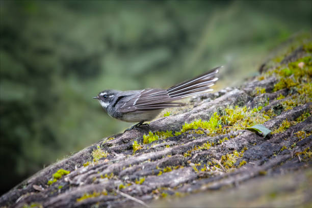 Fantail Pictures | Download Free Images on Unsplash
