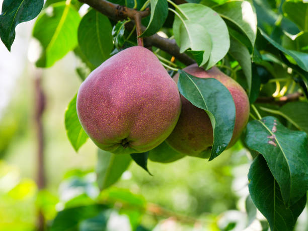 Pear Tree Pictures | Download Free Images on Unsplash