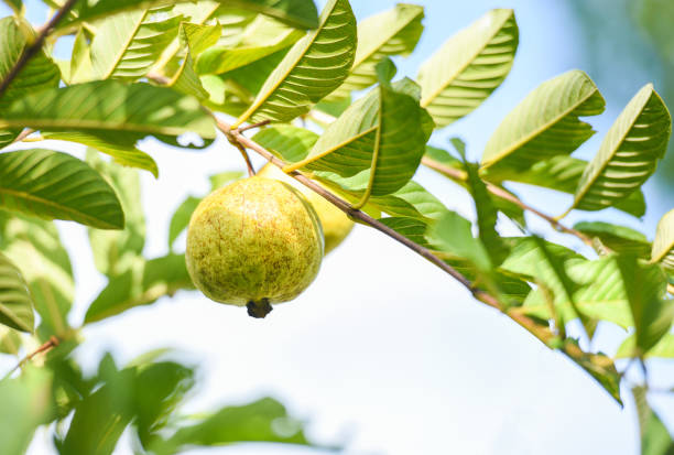 Guava Tree Pictures | Download Free Images on Unsplash