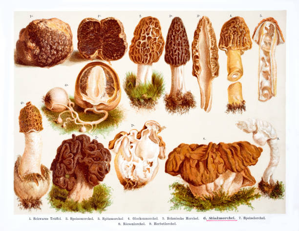 300 Devils Bolete Ilustrasi Grafik Vektor And Clip Art Bebas Royalti