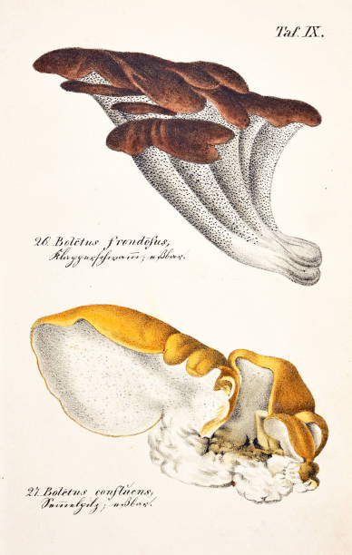 300 Devils Bolete Ilustrasi Grafik Vektor And Clip Art Bebas Royalti
