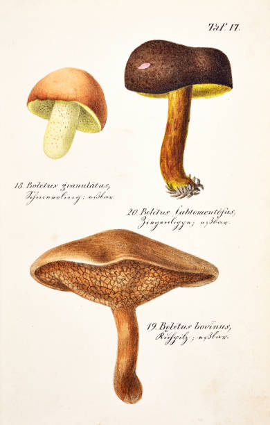 300 Devils Bolete Ilustrasi Grafik Vektor And Clip Art Bebas Royalti