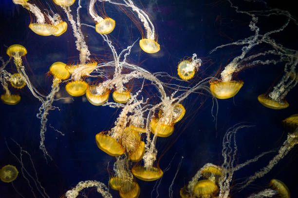 Free Stock Photo of Yellow Jellyfish Floating in Water | Download Free ...