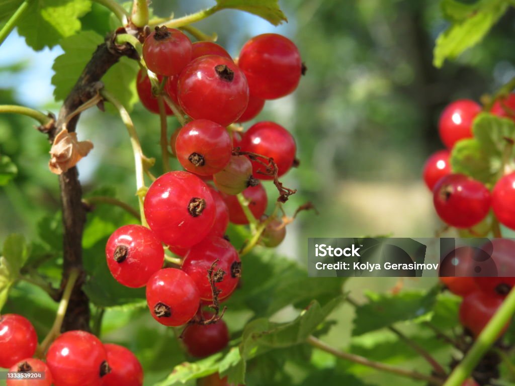 Foto Makro Sifat Buah Kismis Merah Latar Belakang Tekstur Buah Kismis Merah Foto Stok Unduh