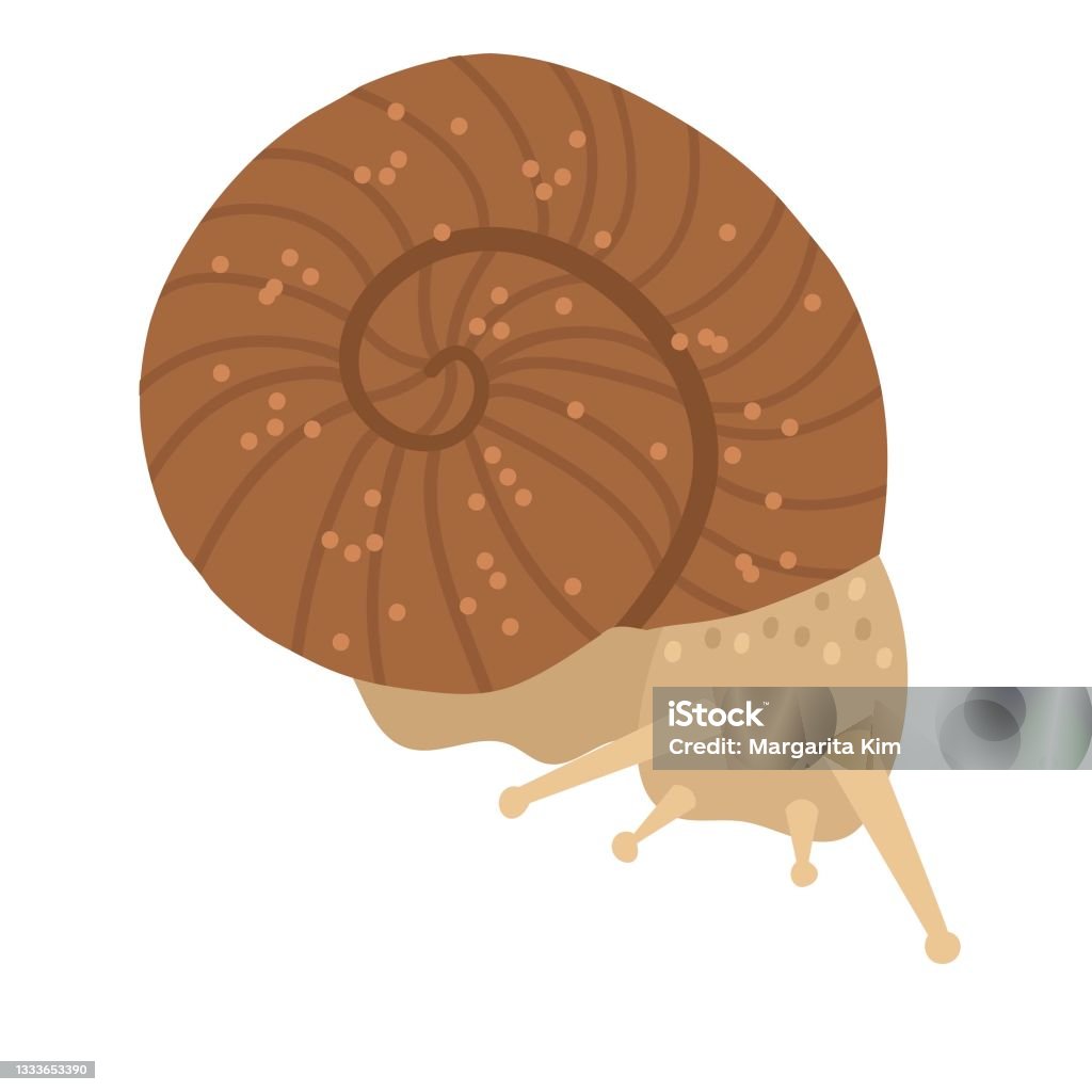 Siput Lucu Dalam Cangkang Berwarna Coklat Vektor Tangan Digambar Kartun
