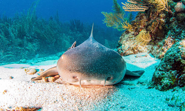Nurse Shark Pictures | Download Free Images on Unsplash