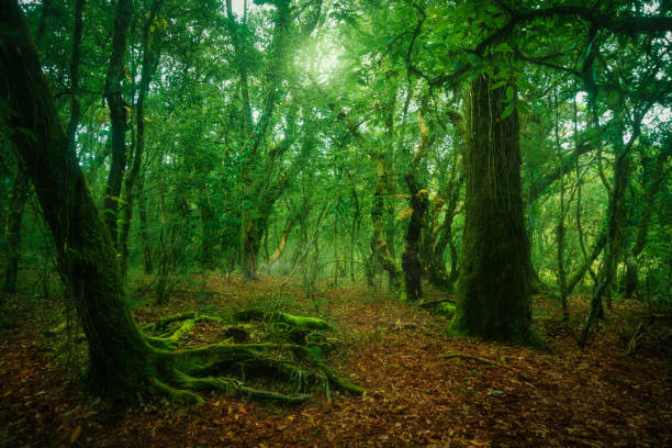 Deep Forest Pictures | Download Free Images on Unsplash