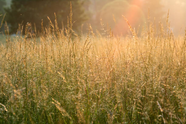 High Grass Pictures | Download Free Images on Unsplash