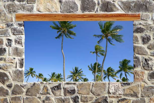 Free Stock Photo of Palm Tree Through Window | Download Free Images and ...