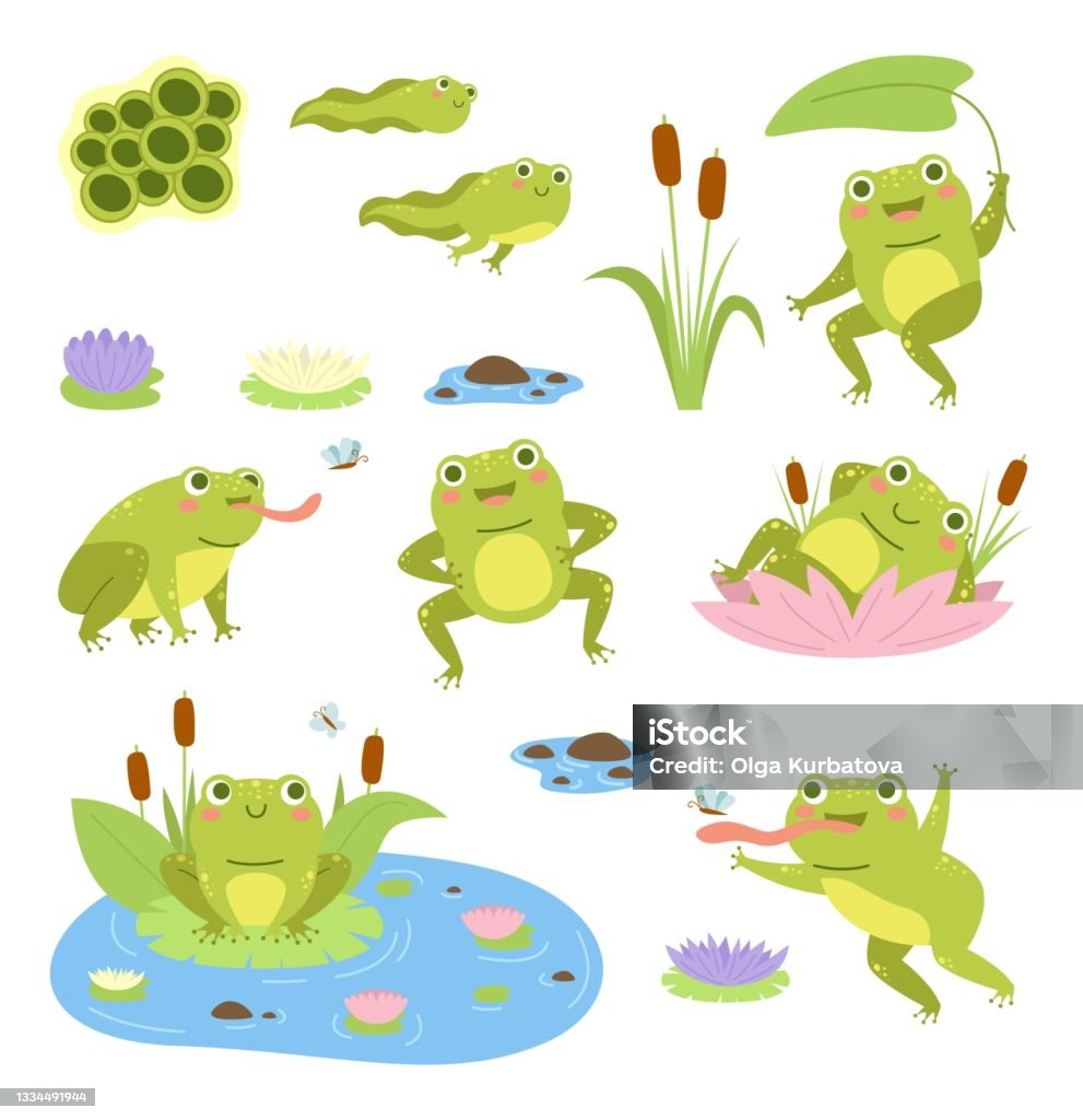 Katak Kartun Reptil Air Lucu Amfibi Lucu Dalam Pose Yang Berbeda Berudu