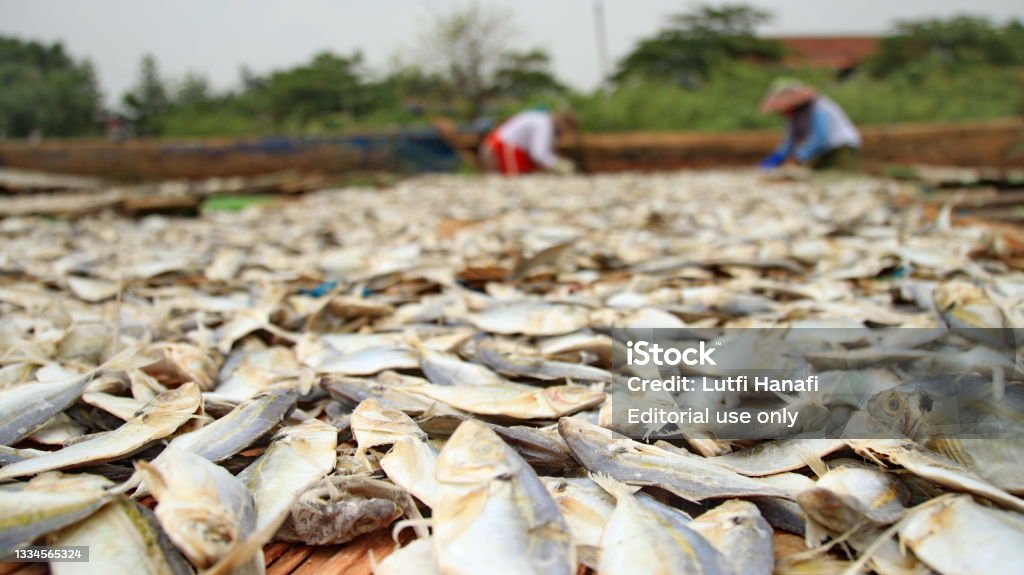 Pekerja Pengolahan Ikan Di Industri Pengeringan Ikan Foto Stok Unduh