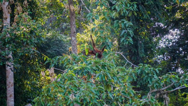 Free picture: Two orangutan monkeys standing on a wooden platform