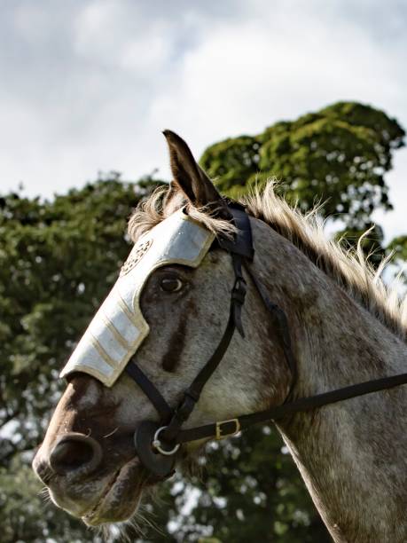 War Horse Pictures | Download Free Images on Unsplash
