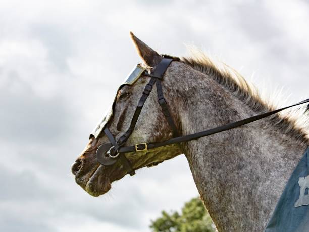 War Horse Pictures | Download Free Images on Unsplash