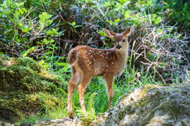 Fawn Pictures | Download Free Images on Unsplash