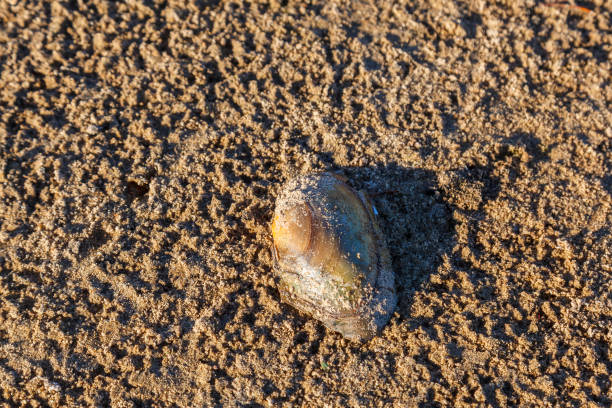 Free picture: mussel, drought, mud, dry season, ground, mollusk, dry ...