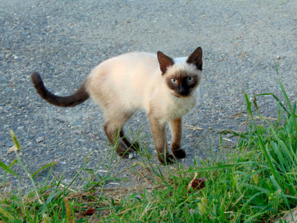 Free picture: sunshine, siamese cat, road, summer, nature, landscape