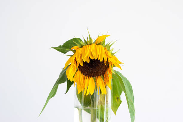 Dying Plant Pictures | Download Free Images on Unsplash