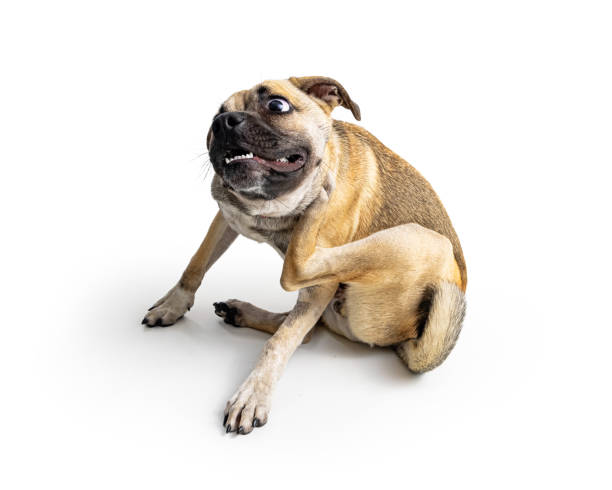750+ Pug Dog Pictures | Download Free Images on Unsplash