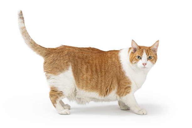 Free picture: Illustration of a yellowish-brown cat with large shiny ...