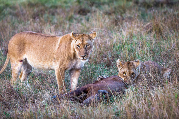 Free Stock Photo of Lion eating its prey | Download Free Images and ...