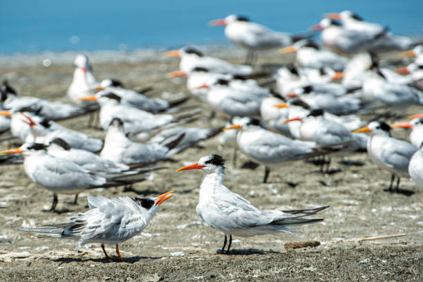 75+ Tern birds free images