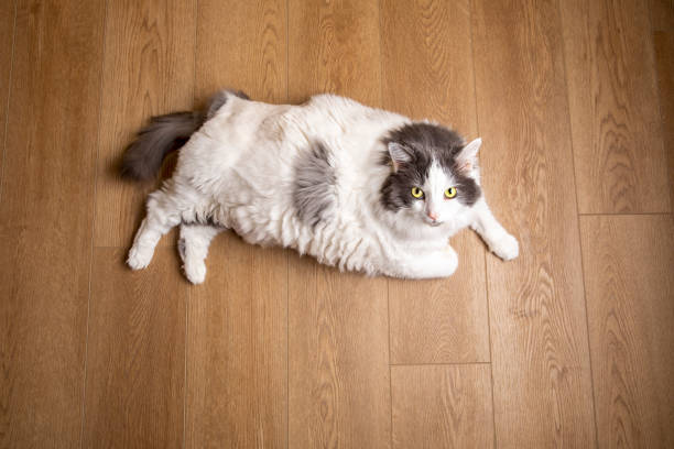 Free Stock Photo of Fluffy Cat Sitting on Tiled Floor | Download Free ...