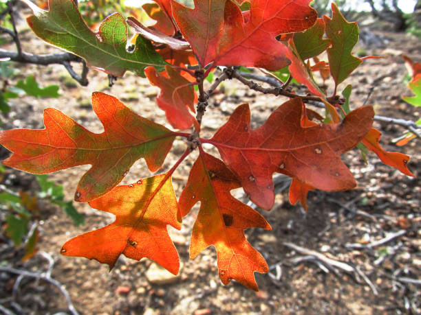 Free picture: scrub oak, oak leaves, tree