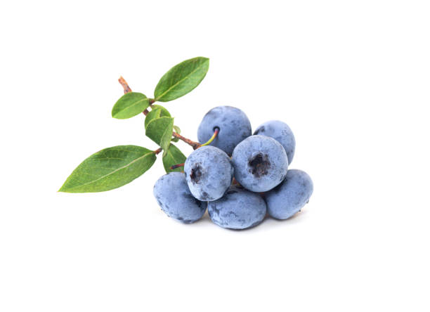 100+ Blueberries Pictures | Download Free Images on Unsplash