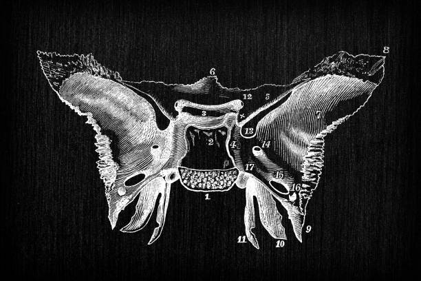 80 Sphenoid Bone Illustrations Stock Illustrations Royalty Free