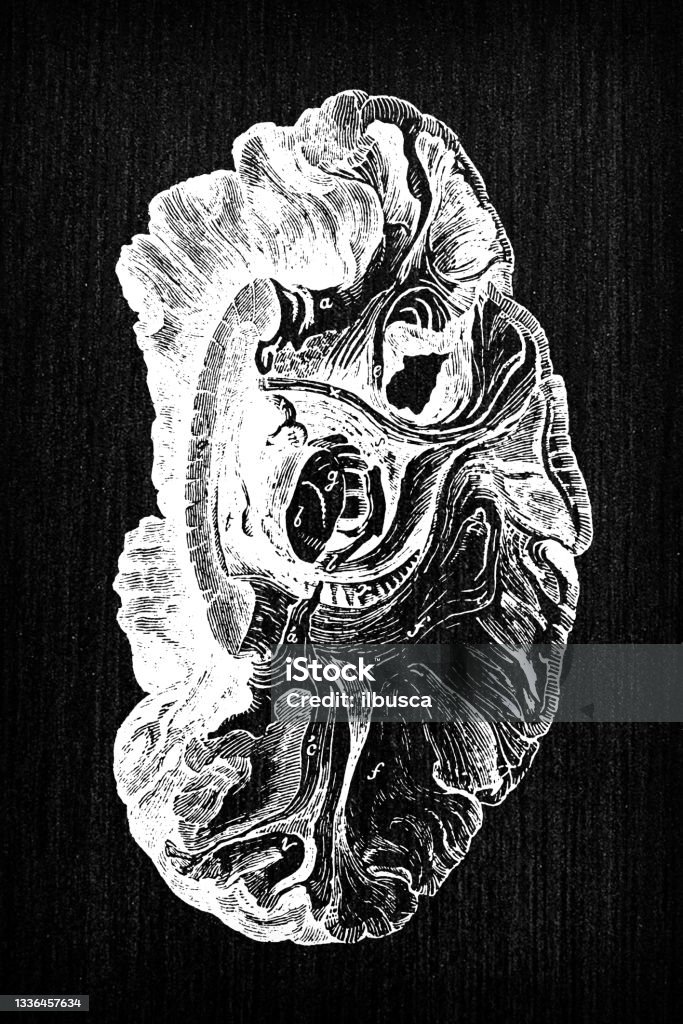 Ilustrasi Antik Sistem Saraf Anatomi Tubuh Manusia Bagian Otak