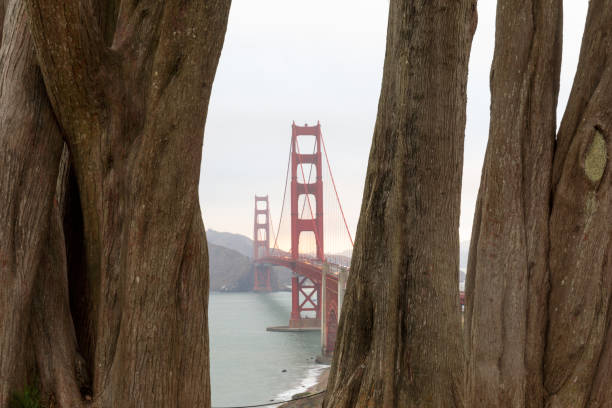 Free Stock Photo of A Glimpse of the Golden Gate Bridge Through Trees ...