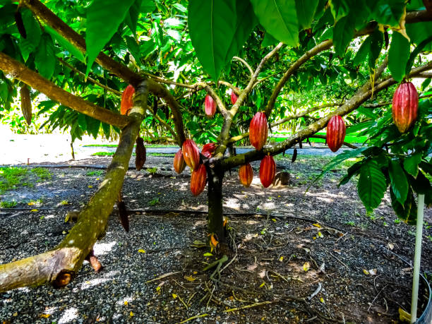 Cacao Tree Pictures | Download Free Images on Unsplash