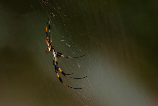 Labalaba Orb Weaver Sutra Emas Foto Stok - Unduh Gambar Sekarang - Laba ... Labalaba Orb Weaver Sutra Emas Foto Stok - Unduh Gambar Sekarang - Laba ...