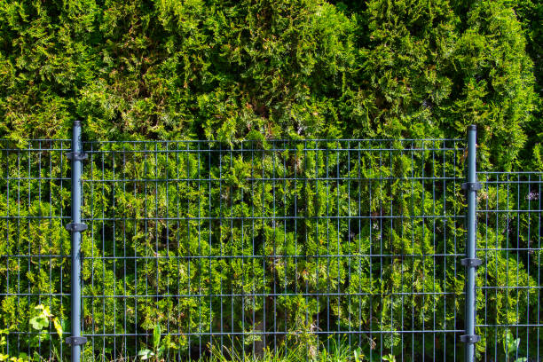 Free picture: Bush branchlets with dark leaves in grid fence
