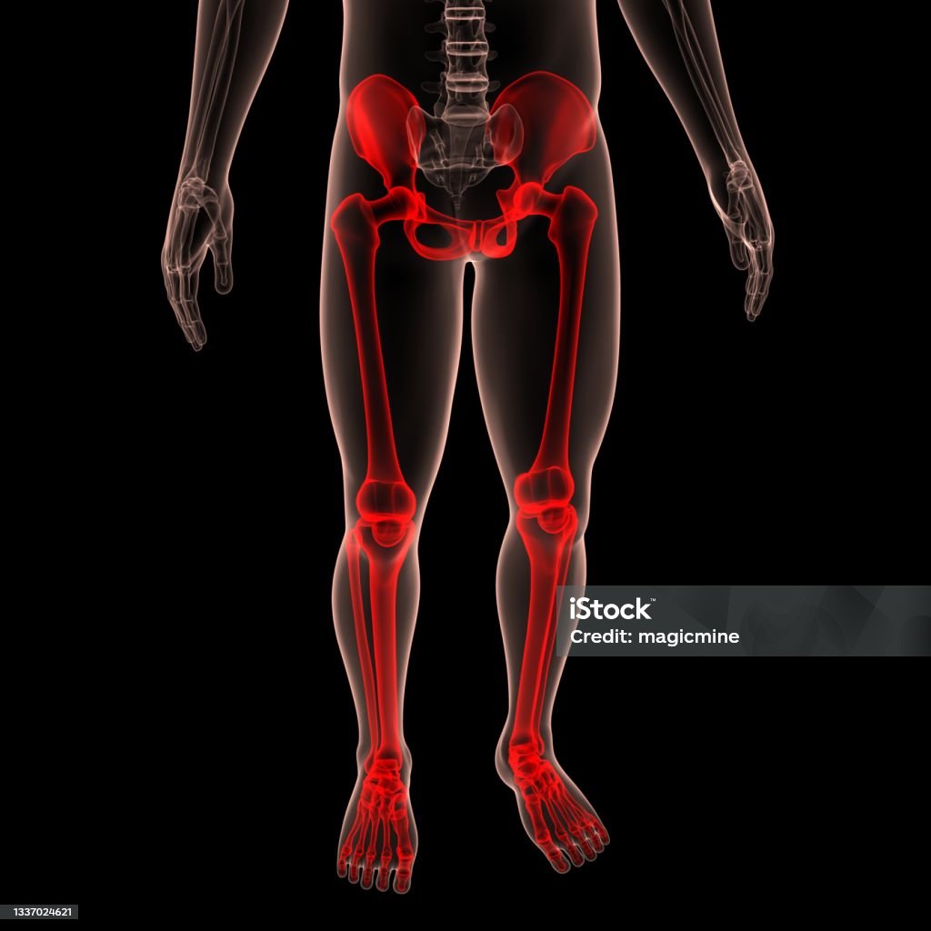 Human Skeleton System Lower Limbs Bone Joints Anatomy Stok Fotoğraflar