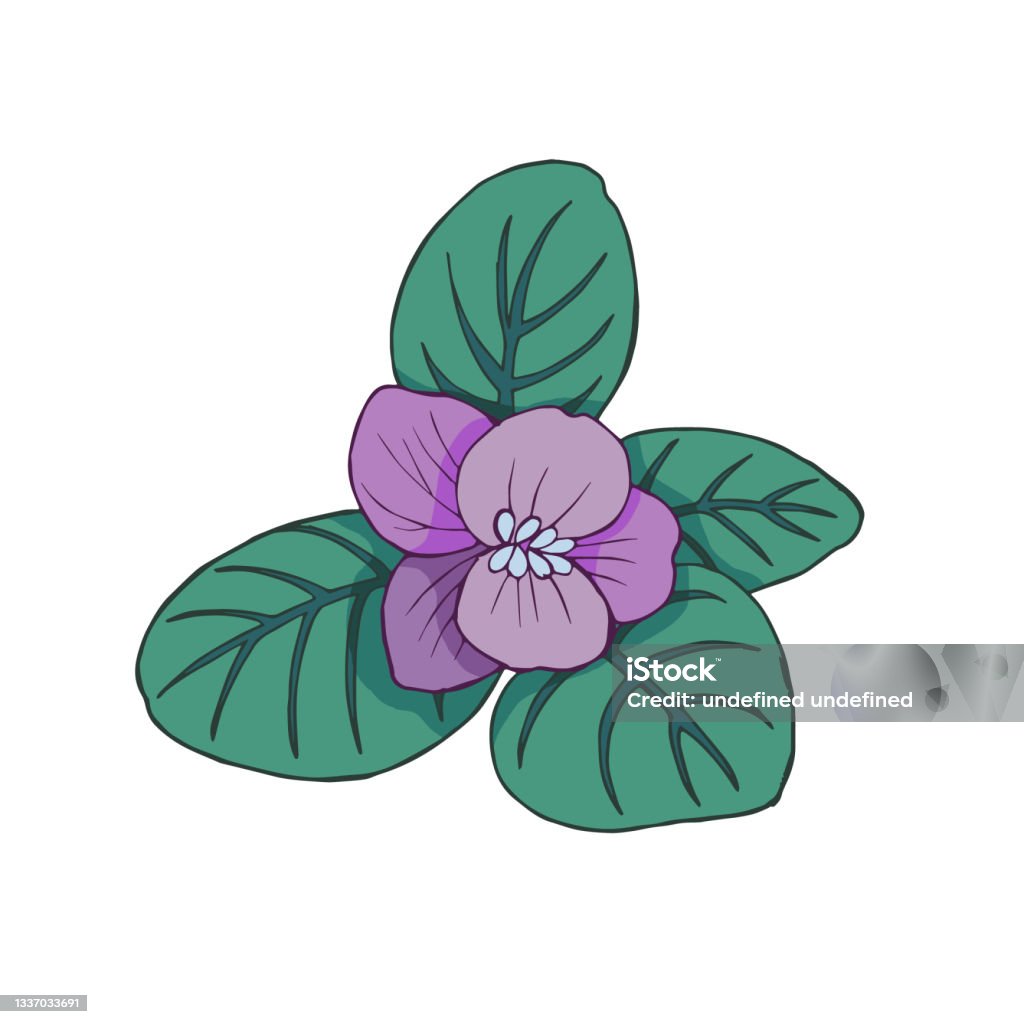 線で描かれた紫色の花白い背景に紫色の花や葉 イラストレーションのベクターアート素材や画像を多数ご用意 イラストレーション カット