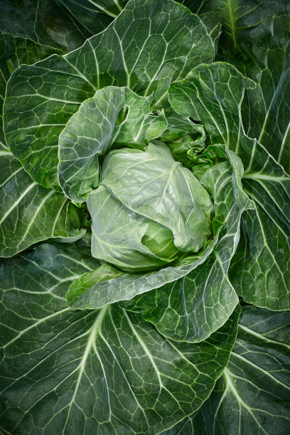500+ Cabbage Pictures [HD] | Download Free Images on Unsplash