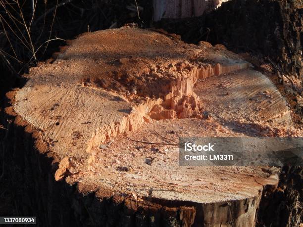 Gergaji Segar Dipotong Dari Poplar Yang Ditebang Tunggul Dari Pohon ... Gergaji Segar Dipotong Dari Poplar Yang Ditebang Tunggul Dari Pohon ...